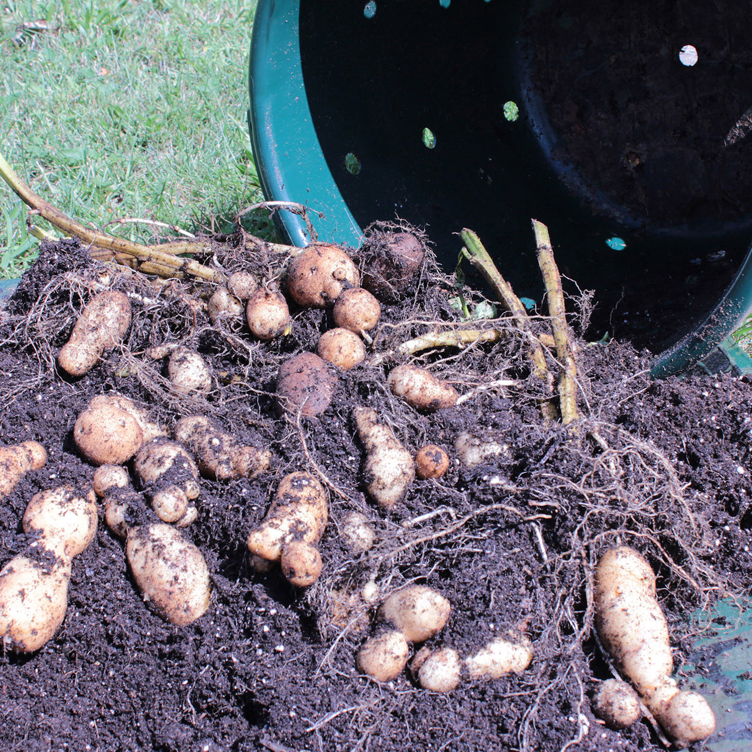 Spud Tub Potato Planter – Emsco Group